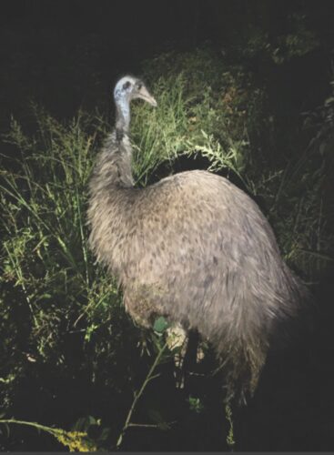 Sheriff’s Office finds Emu in Vincent | News, Sports, Jobs - Marietta Times